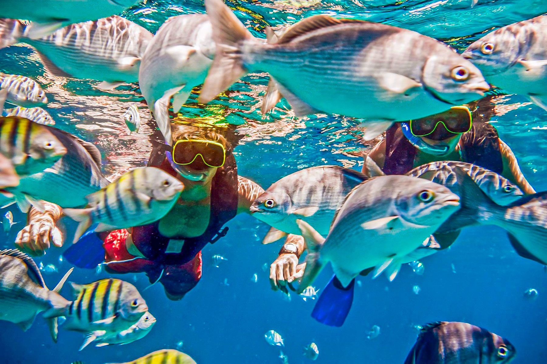 Catamaran Snorkeling Excursion Barbados Cruise Excursions