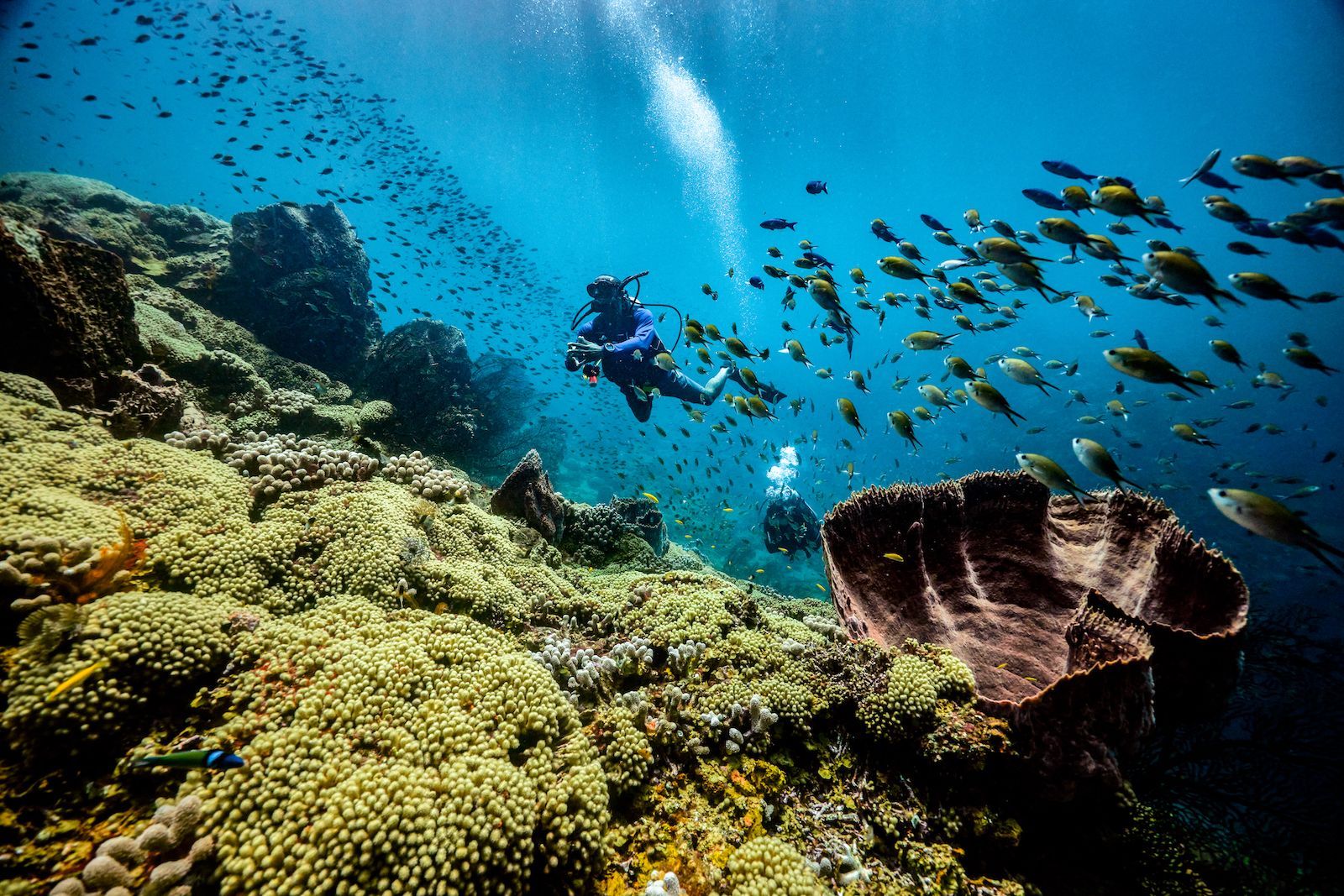 Sea' The Change: Sumérgete en la conservación de los océanos con ...